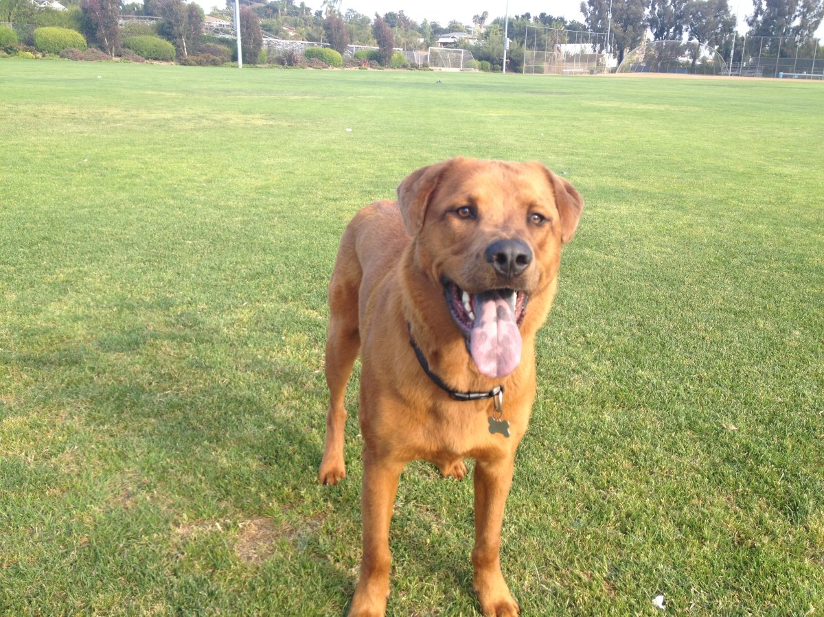 6 months post TPLO knee surgeries for 1.5 yr old lab mix Jack – Barking ...